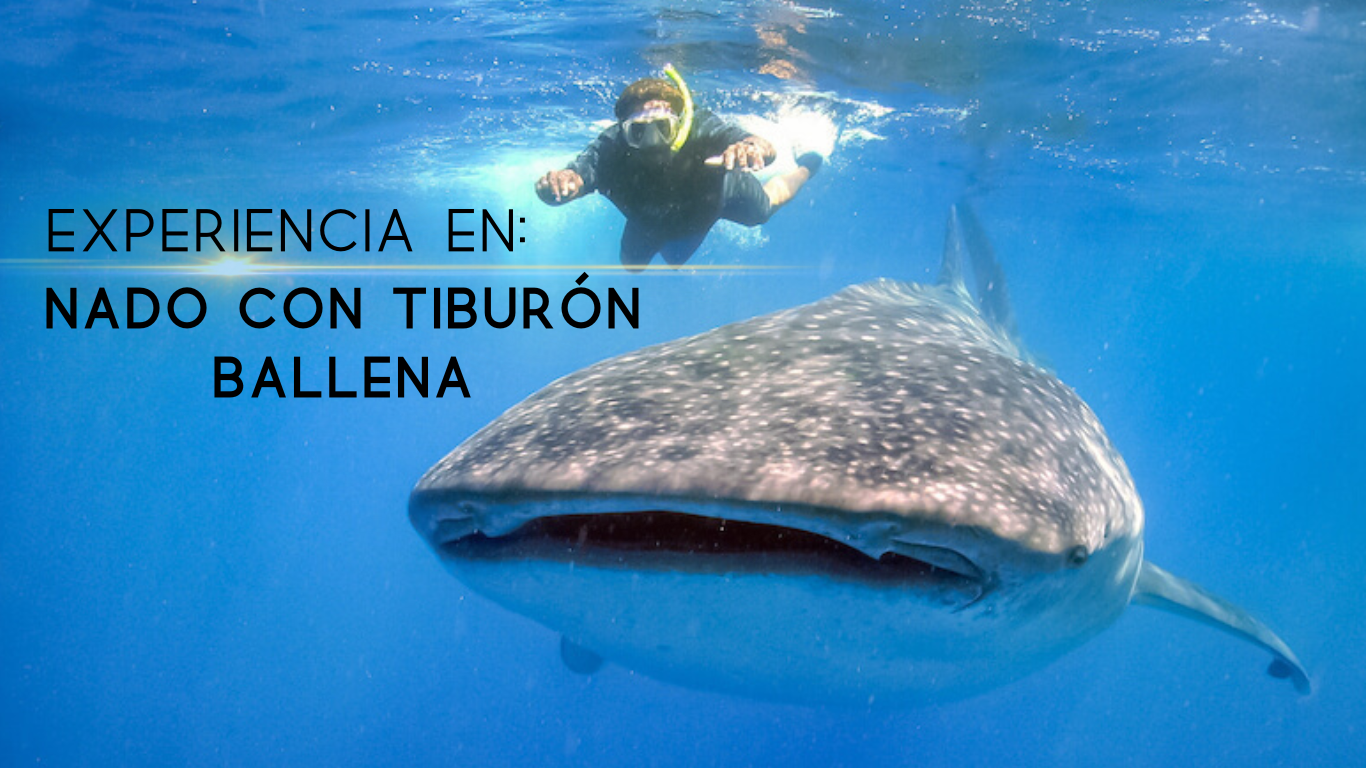 Isla Mujeres | Experiencia en Nado Con Tiburón Ballena - Blog de Superpass